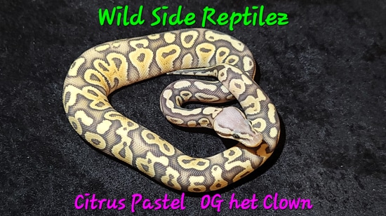 Citrus Pastel Orange Ghost Het Clown Ball Python by Wild Side Reptilez