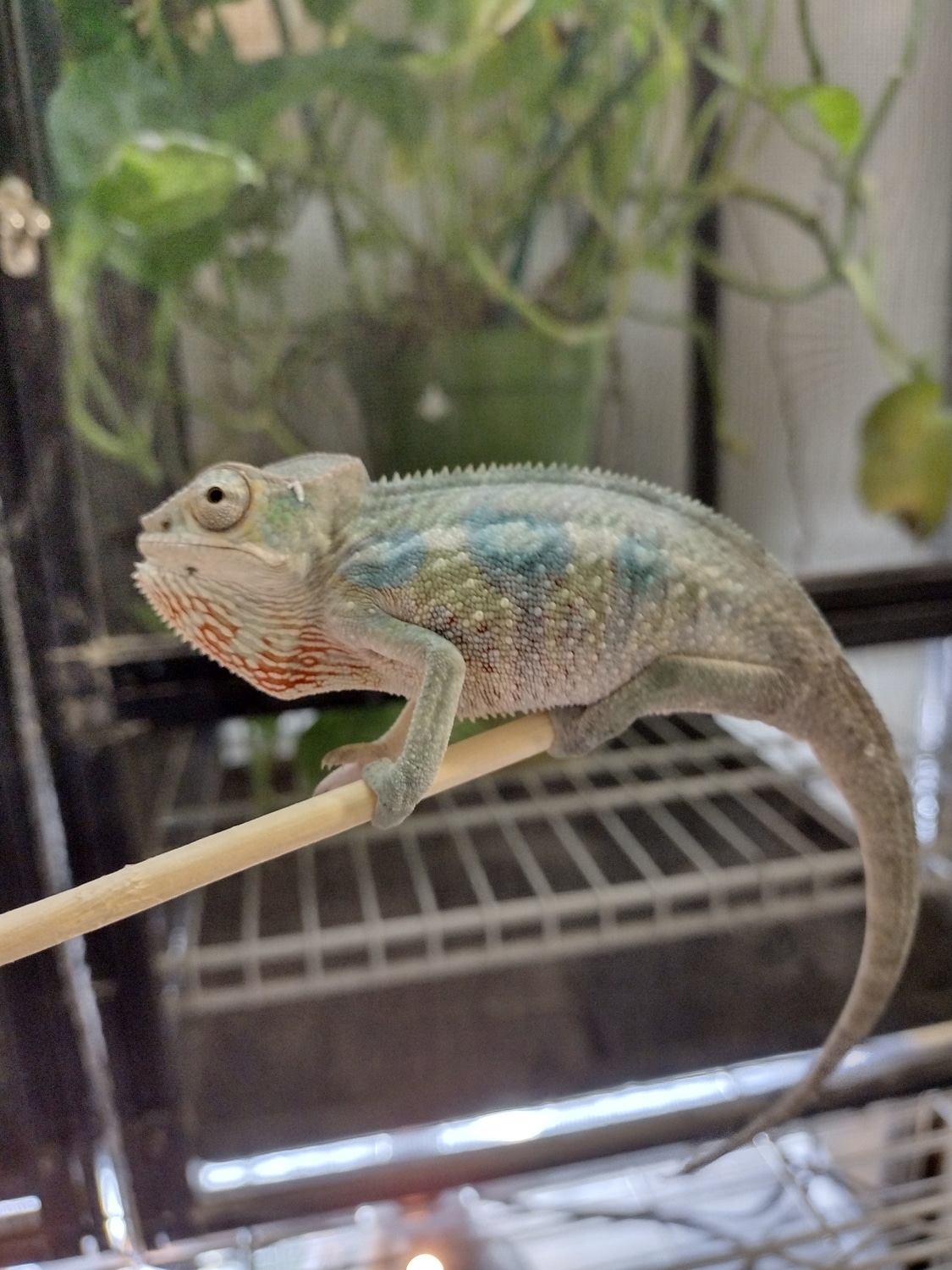 3 1/2 Month Ybbb Ambilobe Panther Chameleon by Wild Style Reptiles ...