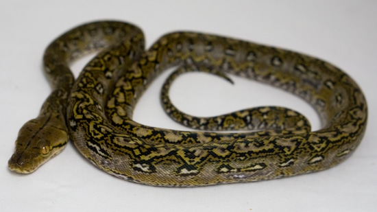 Marble Reticulated Python by Wild Things Exotic Pets LLC