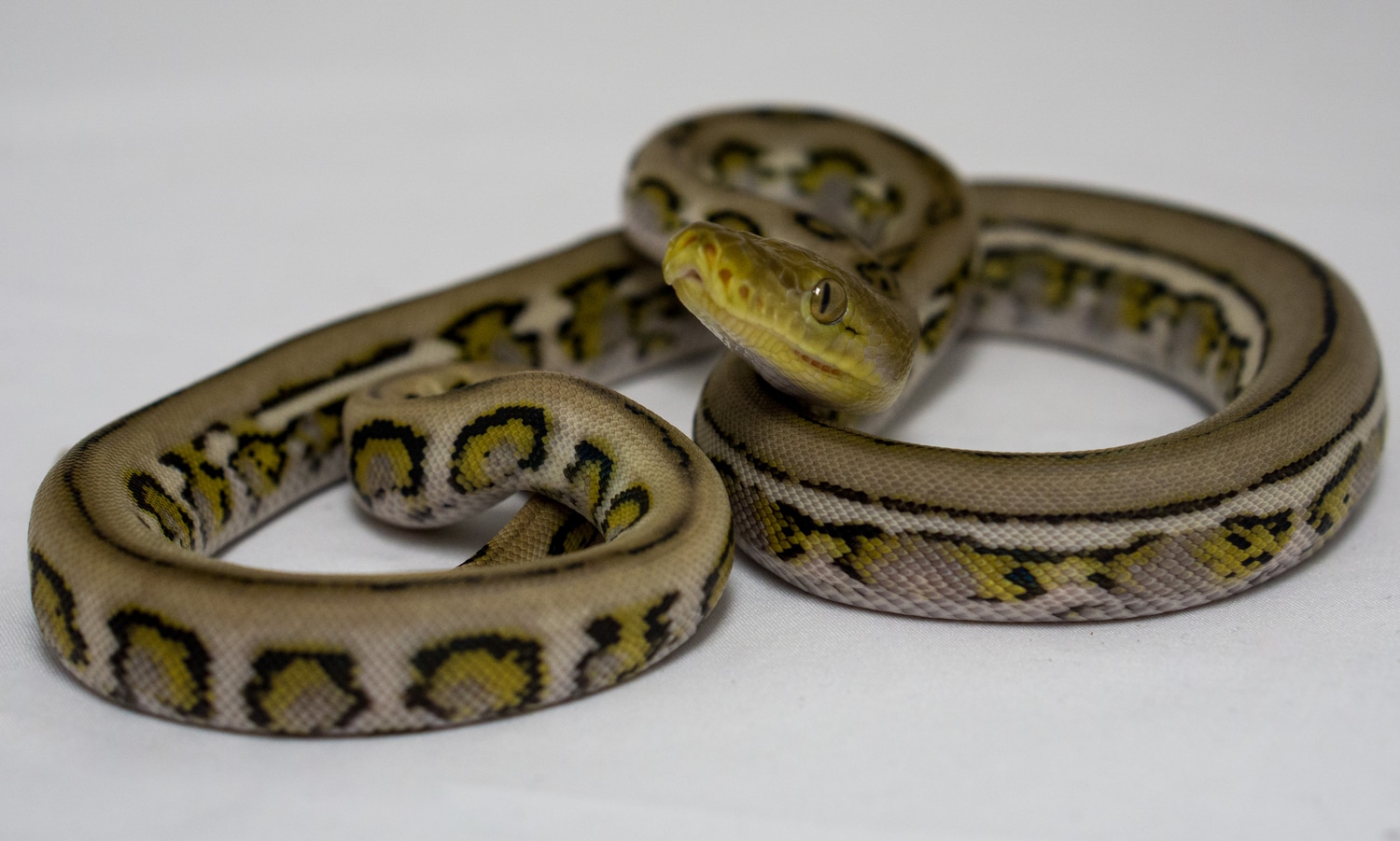 Jaguar Possible Tiger Reticulated Python by Wild Things Exotic Pets LLC ...