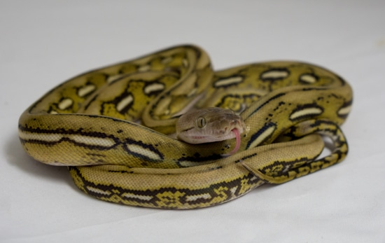 Platinum Tiger Marble Reticulated Python by Wild Things Exotic Pets LLC