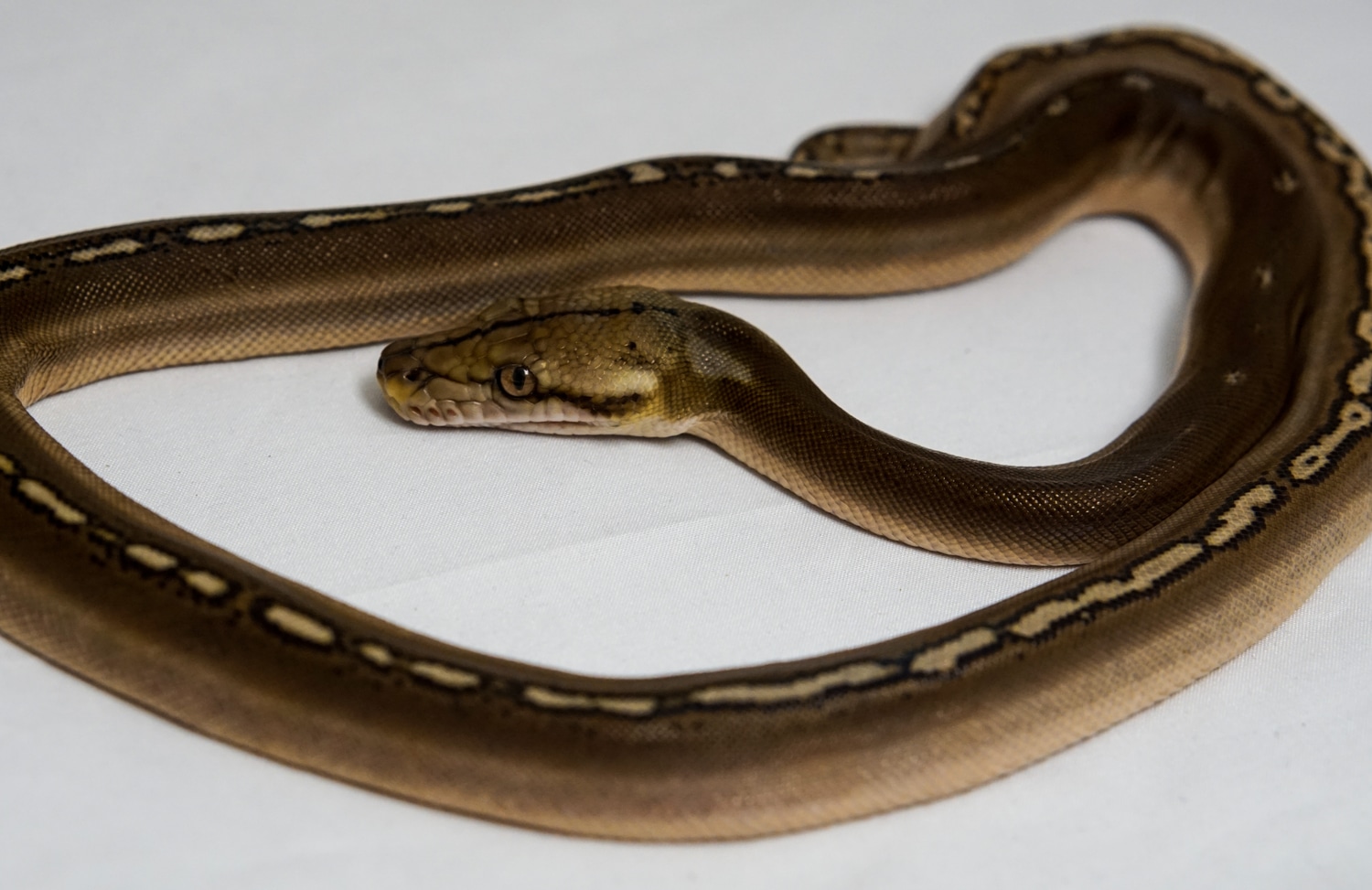 Phantom Motley Het Albino Reticulated Python by Wild Things Exotic Pets ...