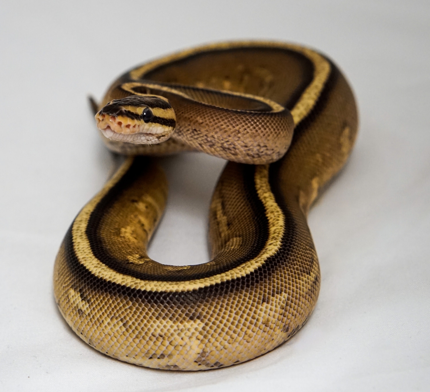 Super Stripe Ball Python by Wild Things Exotic Pets LLC - MorphMarket