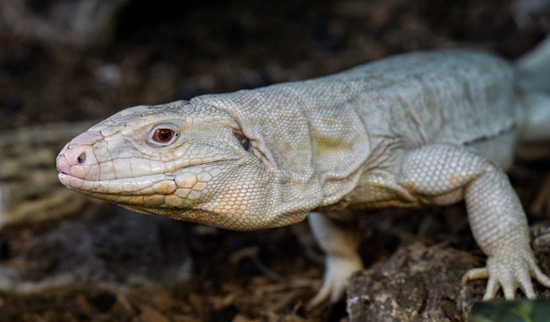 Blue Ice Albino Tegu Argentine Tegus by Wild Things Exotic Pets LLC