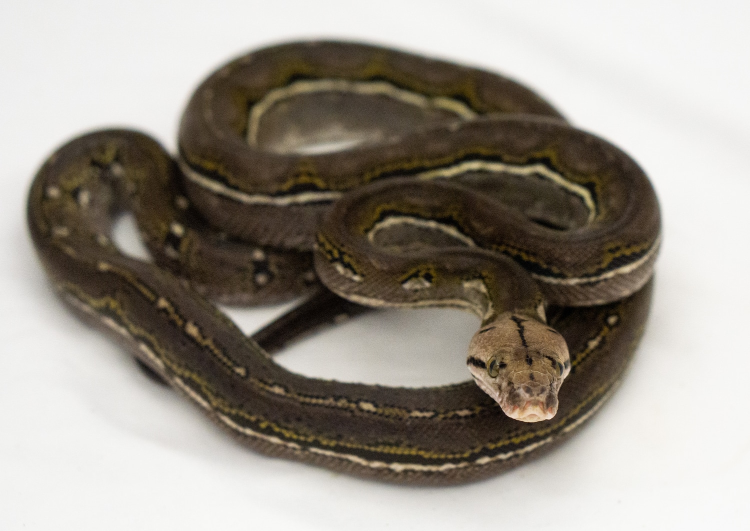 Anthrax Phantom Reticulated Python by Wild Things Exotic Pets LLC ...