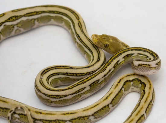 Jaguar Phantom Reticulated Python by Wild Things Exotic Pets LLC