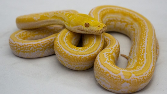 White Marble Reticulated Python by Wild Things Exotic Pets LLC