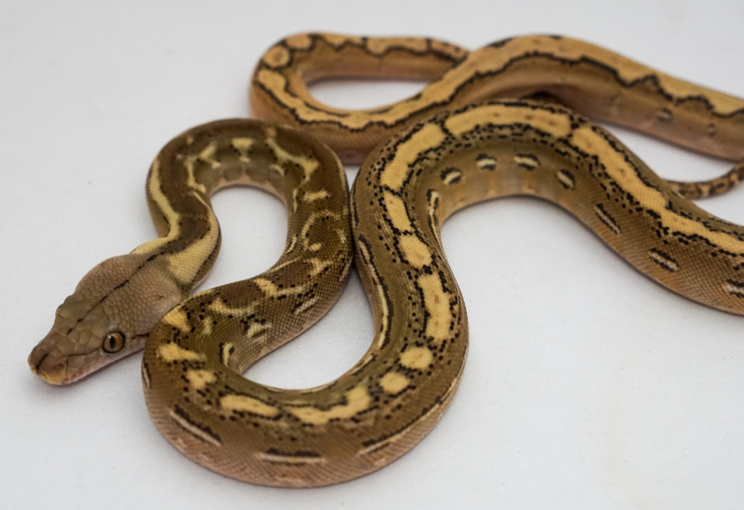 Platinum Phantom Reticulated Python by Wild Things Exotic Pets LLC ...