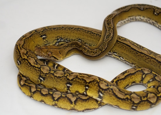 Marble Sunfire Het Purple Reticulated Python by Wild Things Exotic Pets LLC