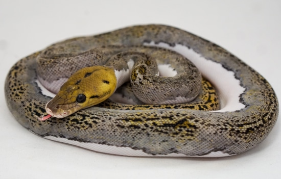 Pied Reticulated Python by Wild Things Exotic Pets LLC
