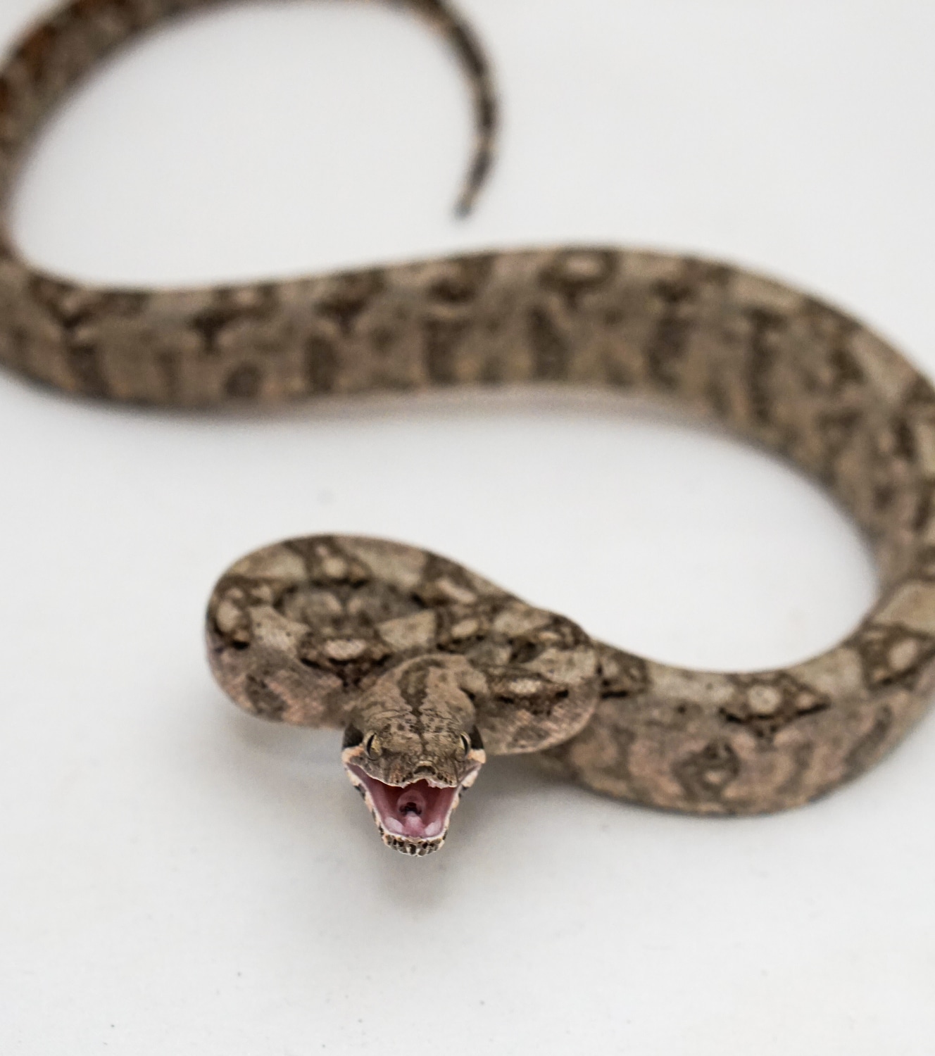 Hypo Sonoran 66% Het Leopard Red Tail Boa Boa Constrictor by Wild ...