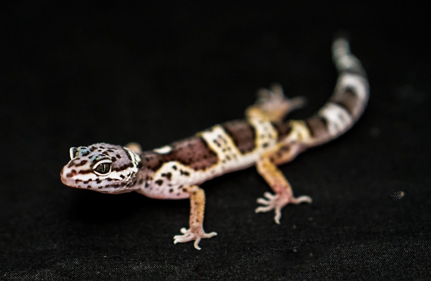 Mack Snow Het Albino Eclipse Leopard Gecko by Wild Things Exotic Pets ...