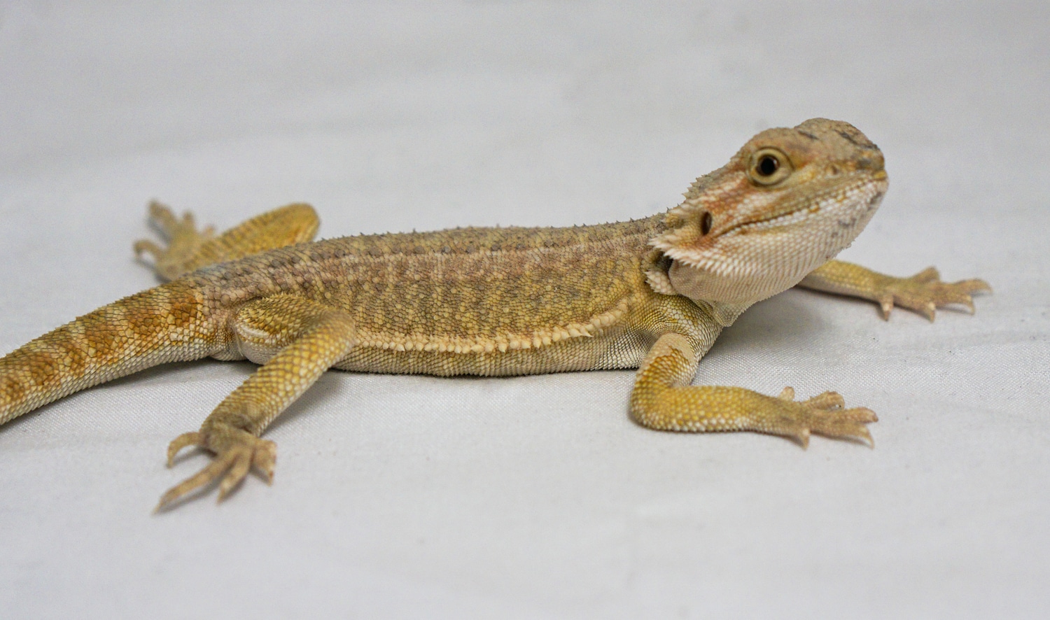 Hypo Super Citrus Leatherback Bearded Dragon Central Bearded Dragon by ...