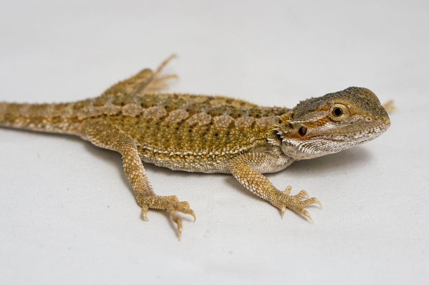 Hypo Super Citrus Bearded Dragon Central Bearded Dragon by Wild Things ...