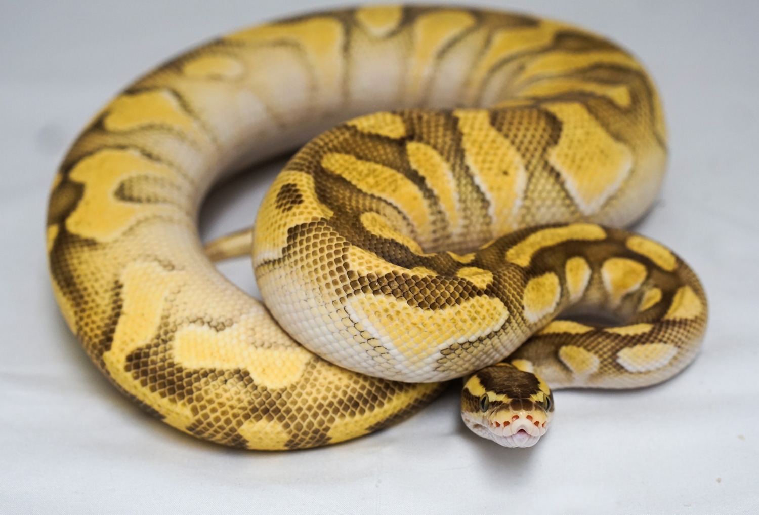 Butter Pastel Enchi Yellow Belly Ball Python by Wild Things Exotic Pets ...