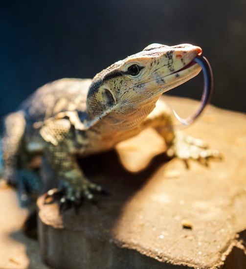 Socialized Hypo Celebensis Asian Water Monitor by Wild Things Exotic ...