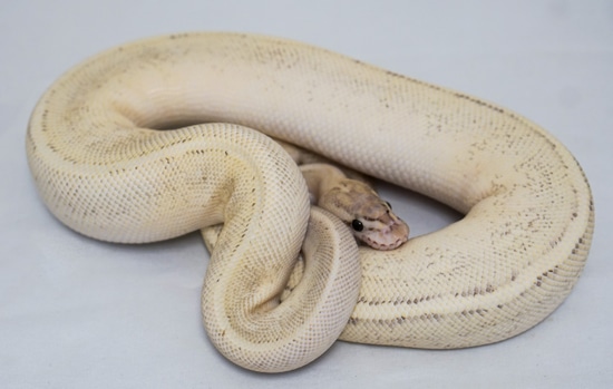 Puma Ball Python by Wild Things Exotic Pets LLC
