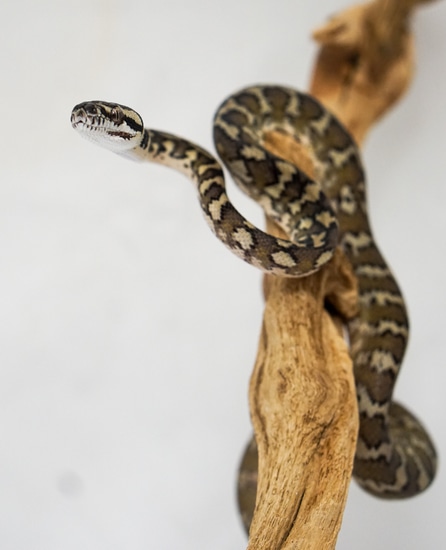 Carpet Python Other Carpet Python by Wild Things Exotic Pets LLC