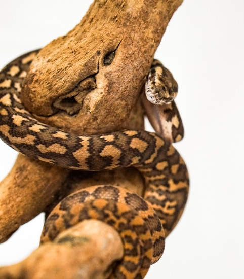 Het Albino Carpet Python Other Carpet Python by Wild Things Exotic Pets LLC