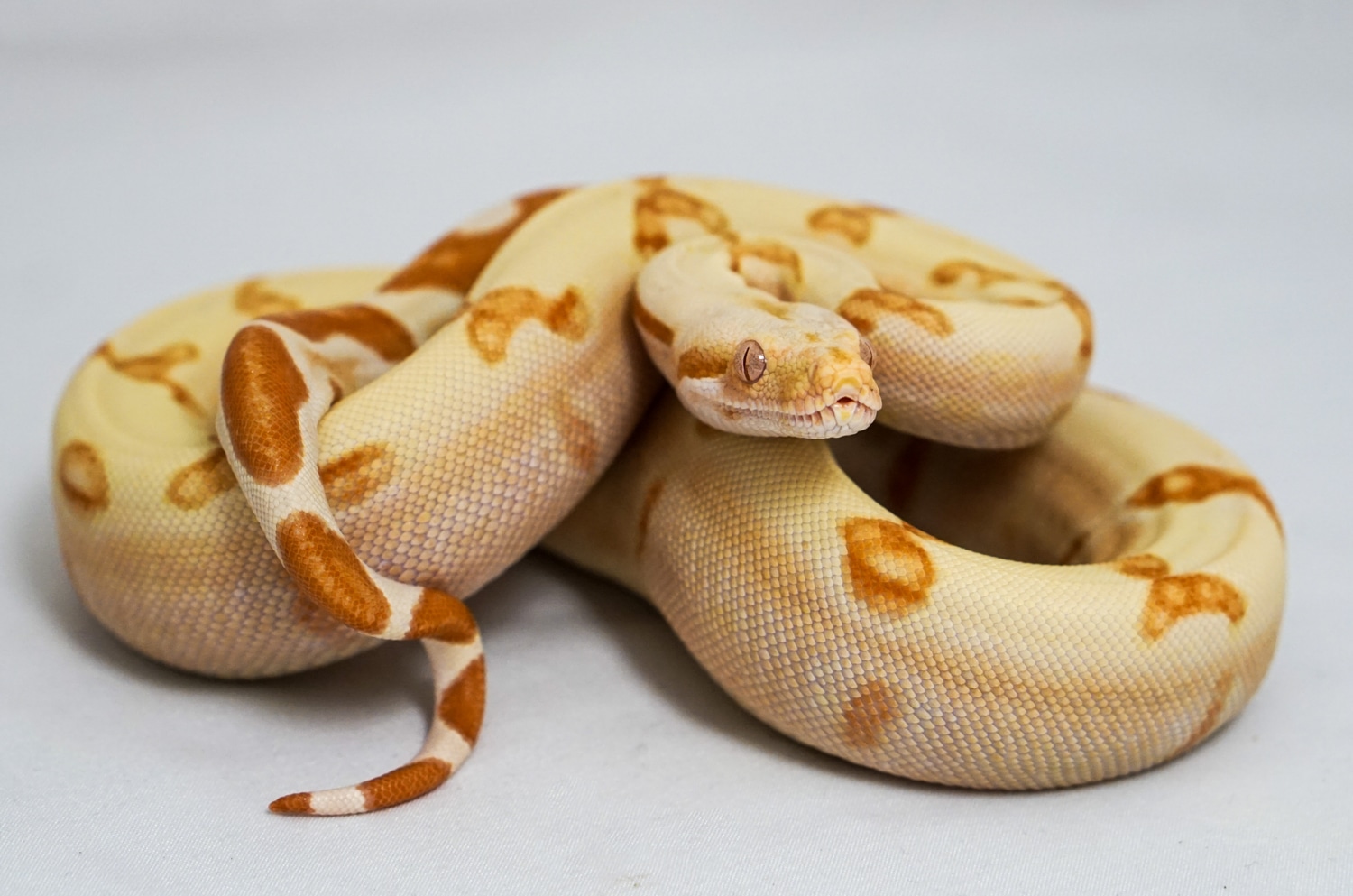 Coral Sun Glow Jungle Red Tail Boa Boa Constrictor by Wild Things ...