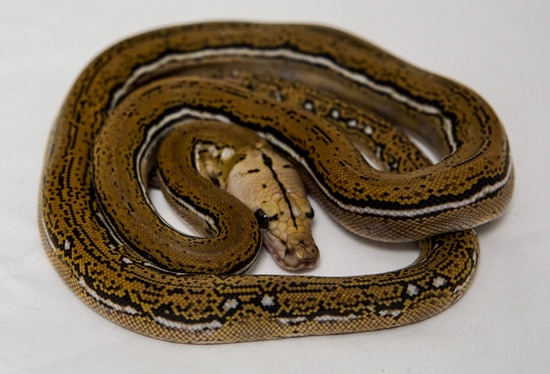 Tiger Anthrax Reticulated Python by Wild Things Exotic Pets LLC