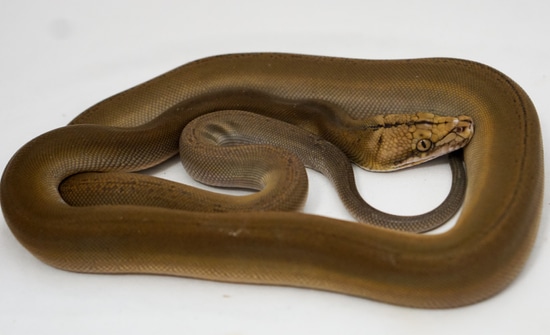Golden Child Orange Ghost Stripe Reticulated Python by Wild Things ...