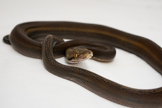 Golden Child Phantom Reticulated Python by Wild Things Exotic Pets LLC