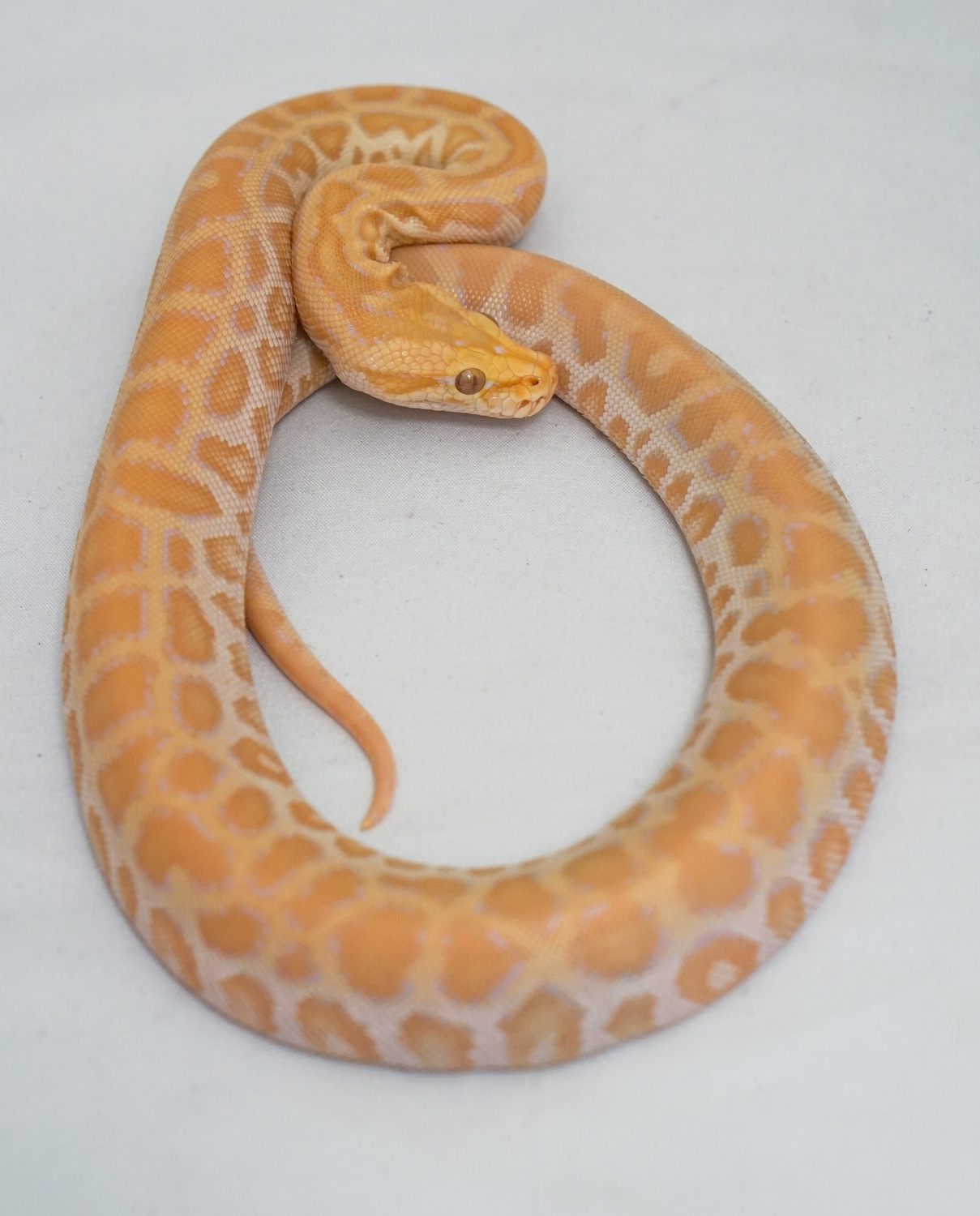 Peal Burmese Python by Wild Things Exotic Pets LLC - MorphMarket