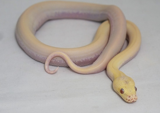 Blizzard Burmese Python by Wild Things Exotic Pets LLC