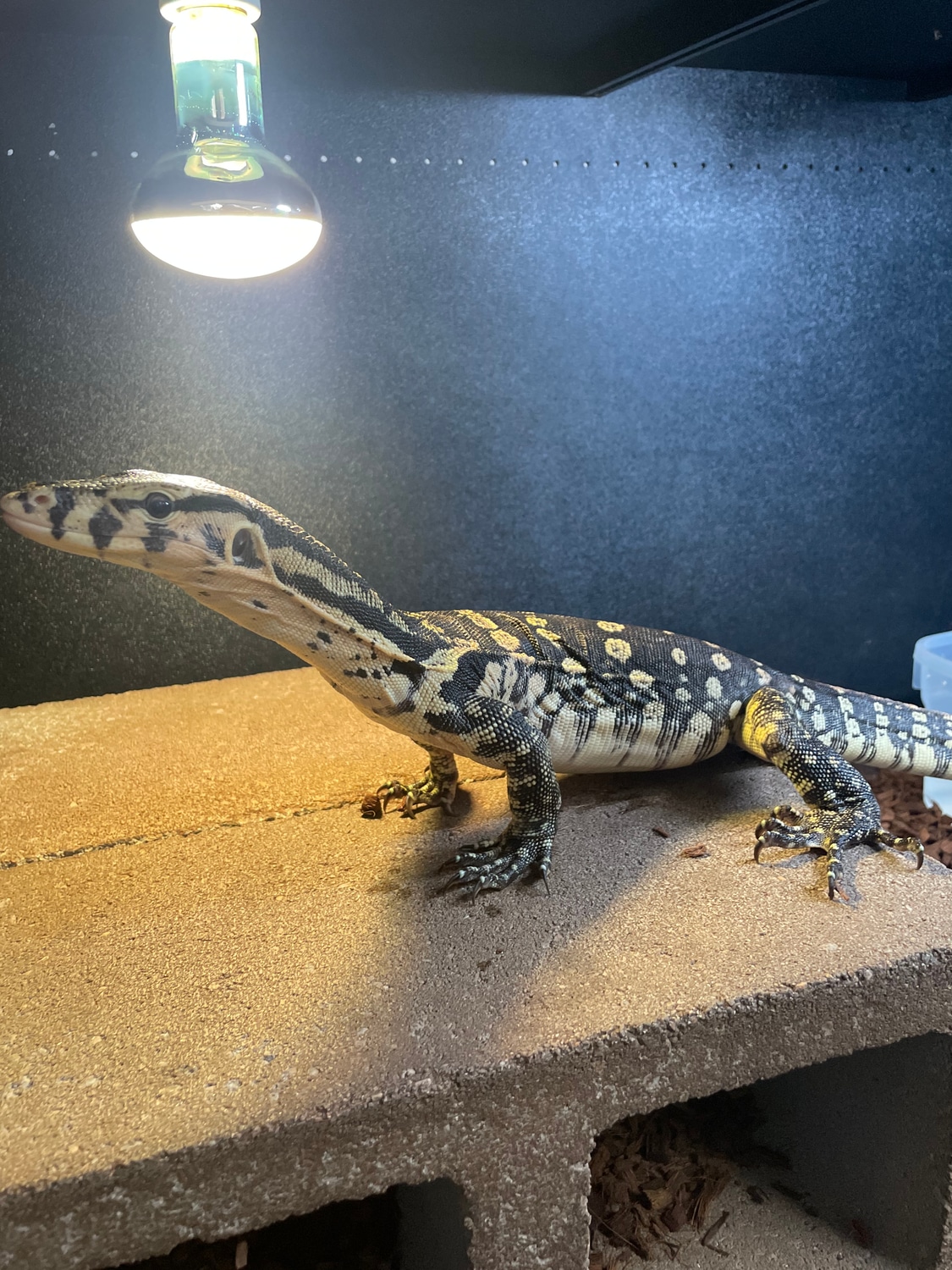 Pet Only Guru X Sumbawa Asian Water Monitor by Wild Things Exotic Pets ...