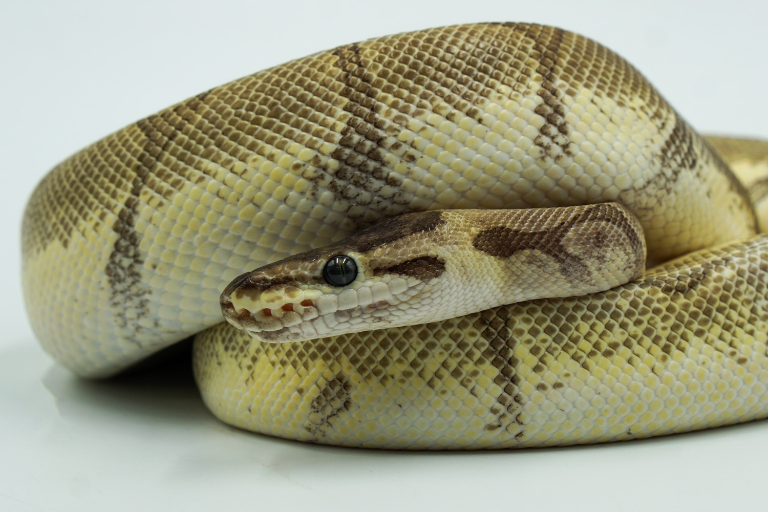 Spider Enchi Mojave Yellow Belly Odium Ball Python by Wild Things ...