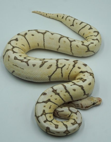 Killer Bee Lemonback Pos GHI Yellow Belly Ball Python by Wild Things ...