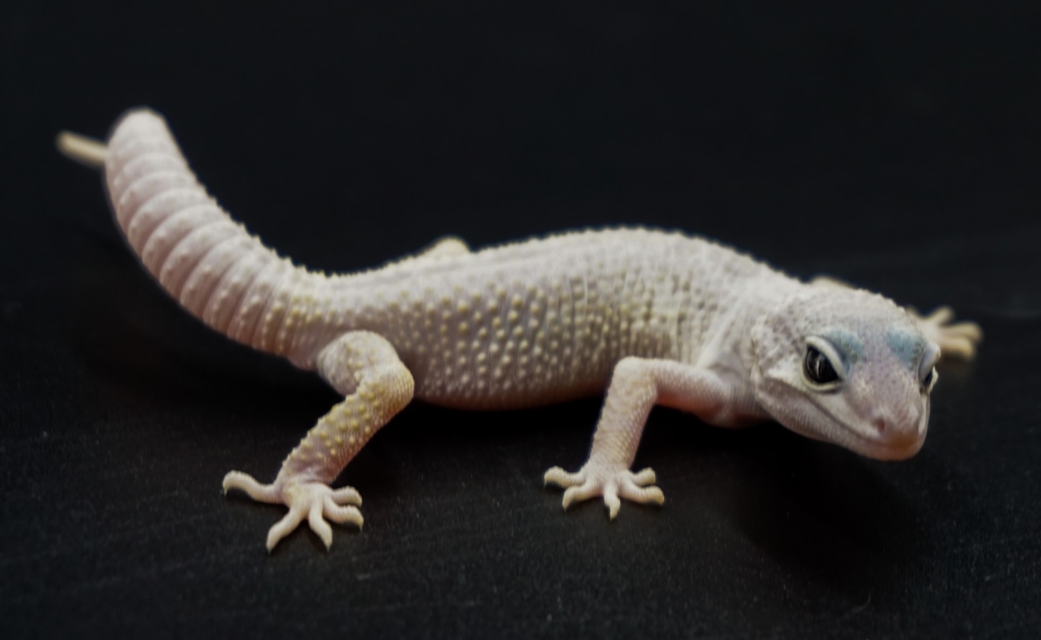 Blizzard Leopard Gecko by Wild Things Exotic Pets LLC - MorphMarket