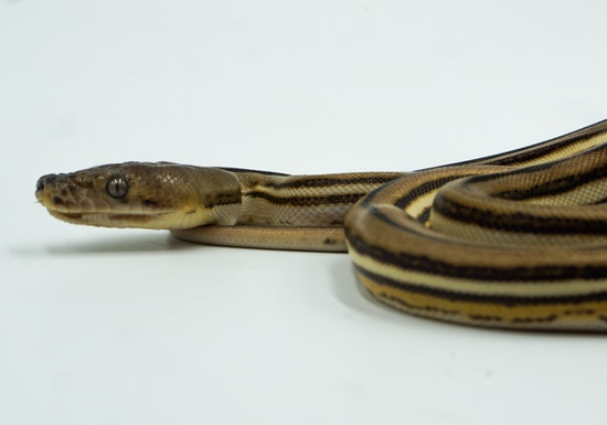 Super Tiger Het Pied Reticulated Python by Wild Things Exotic Pets LLC