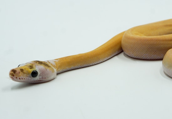 Ivory Reticulated Python by Wild Things Exotic Pets LLC