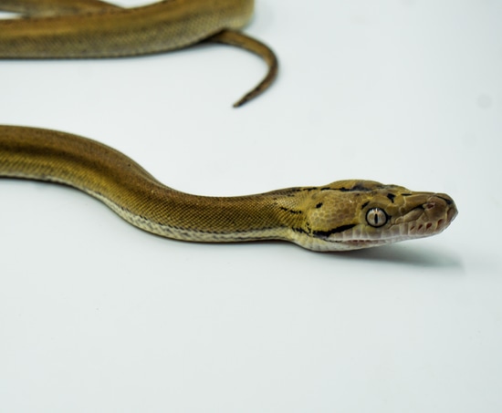 Golden Child Platinum Phantom Reticulated Python by Wild Things Exotic ...