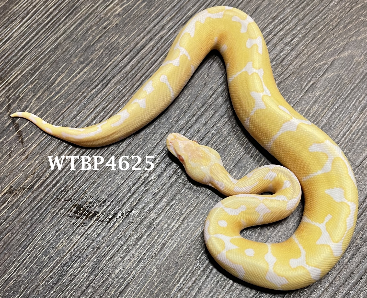Albino Woma Ball Python by Wild Things Exotic Animals - MorphMarket