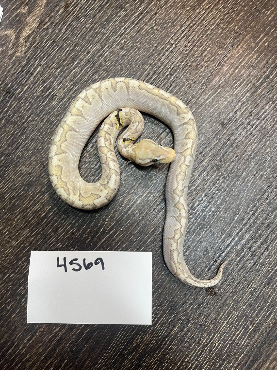 Pastel, Yellowbelly, Bamboo, Paradox Ball Python by Wild Things Exotic ...