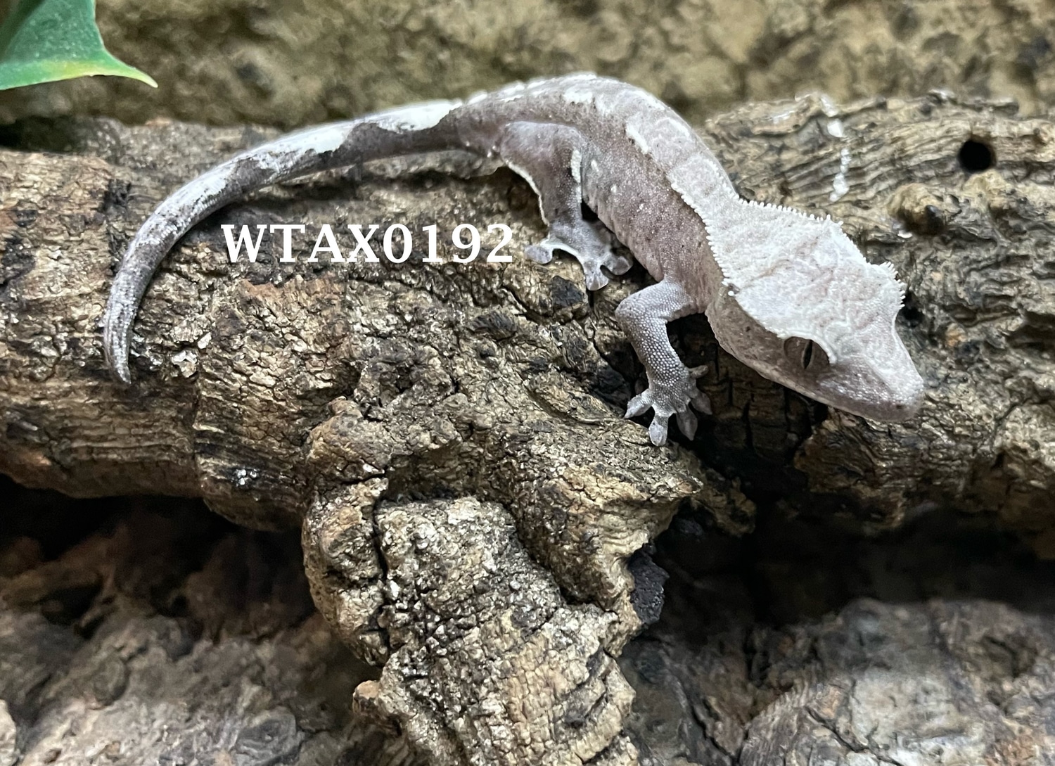 Axanthic Crested Gecko by Wild Things Exotic Animals - MorphMarket