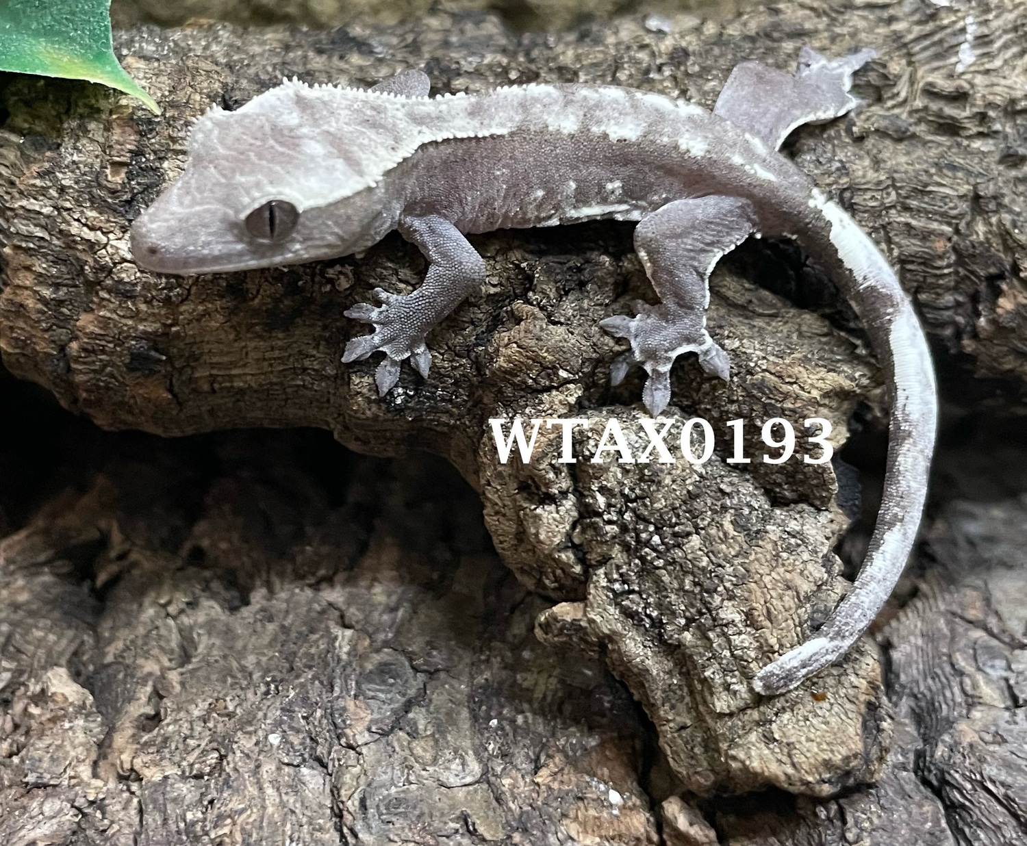 Axanthic Crested Gecko by Wild Things Exotic Animals - MorphMarket