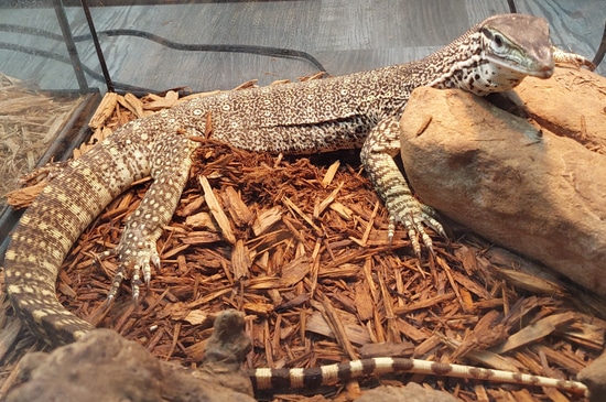 Argus 3 Foot Other Monitor by Wild Things Llc