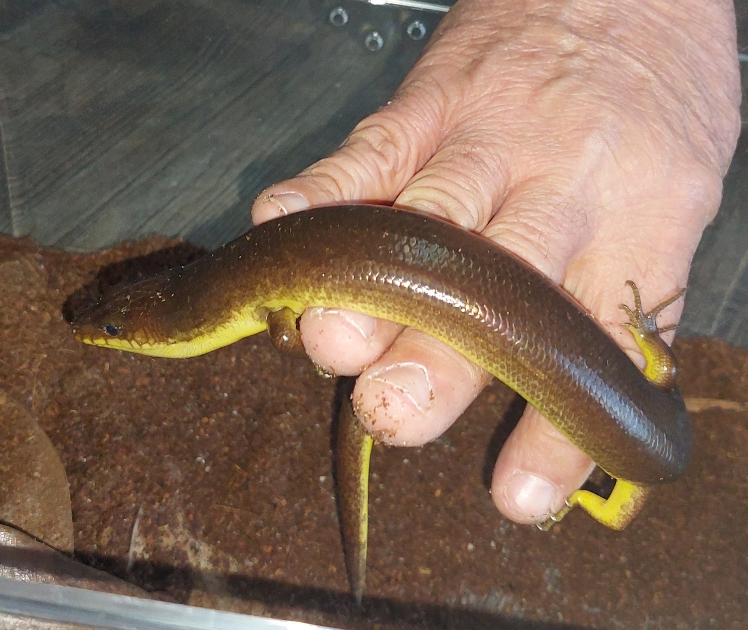 Diving Skinks Aka Amphiglossus Astrolabi Other Skink by Wild Things Llc ...