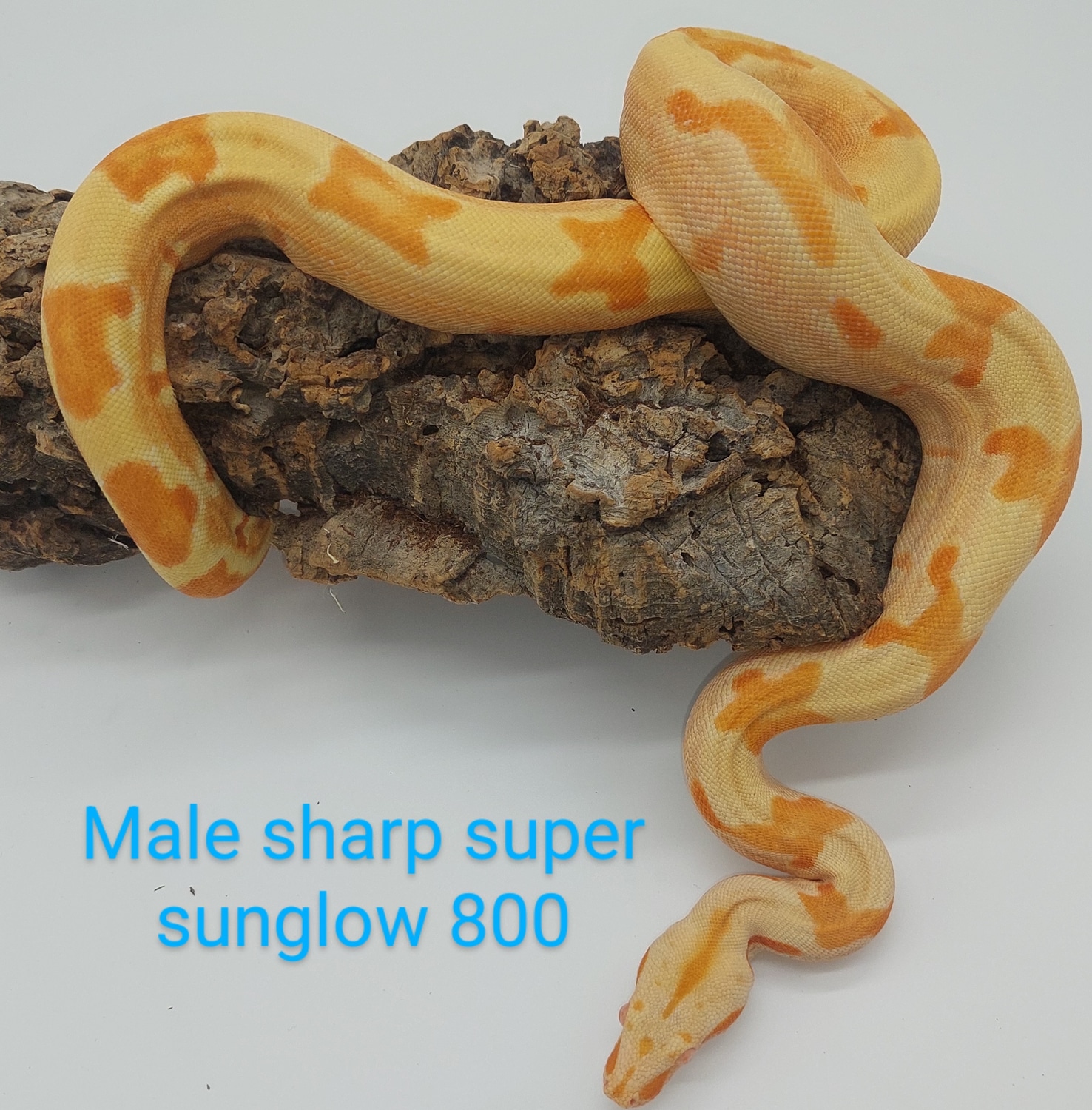 Sharp Super Sunglow Boa Constrictor by Wild Things Llc - MorphMarket