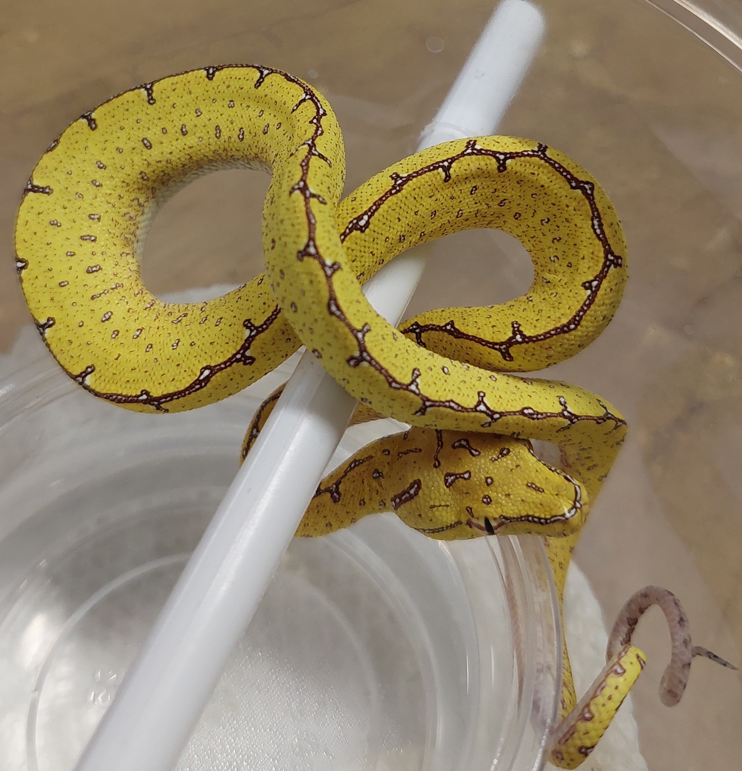 Jayapura From ROG REPTILES Green Tree Python by Wild Things Llc ...