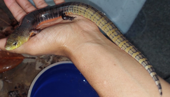 Male Brazilian Galliwasp Diploglossus Lessonae Other Lizard by Wild ...