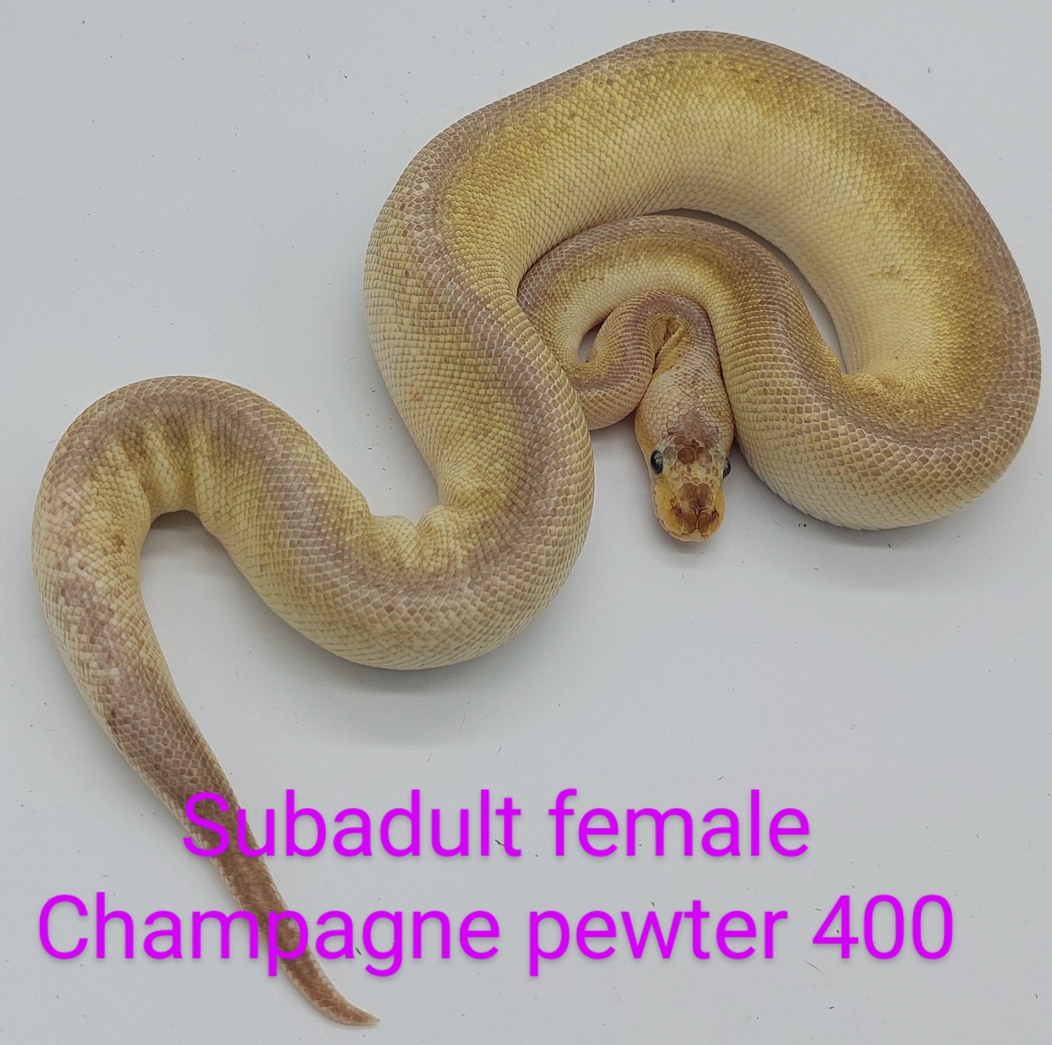 Champagne Pewter Ball Python by Wild Things Llc - MorphMarket