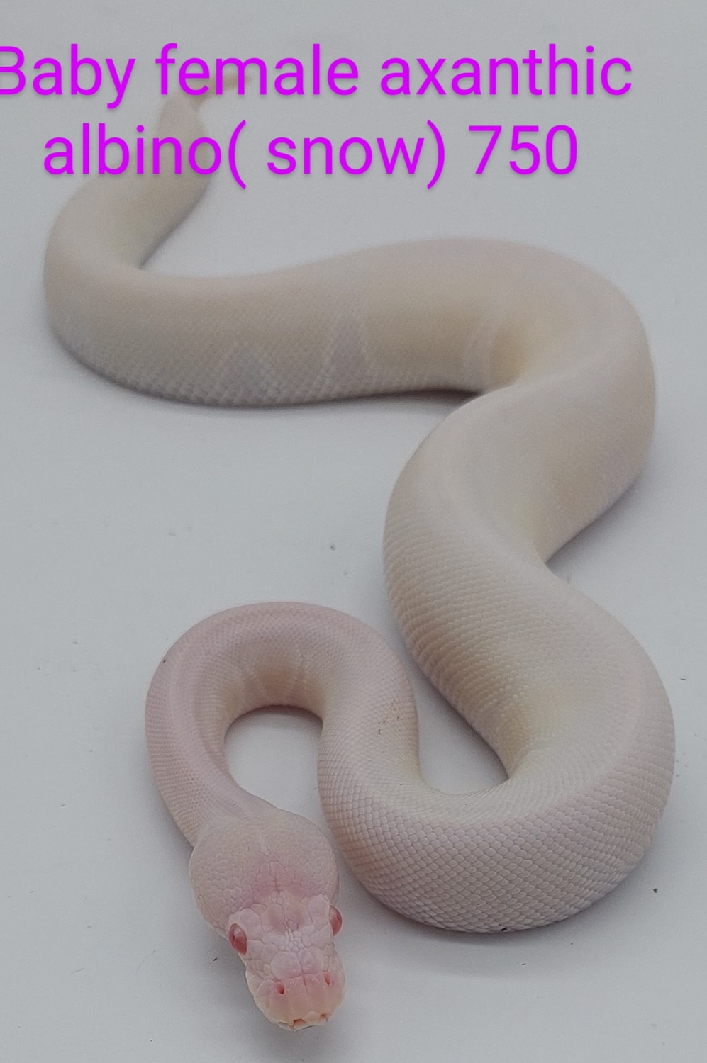 Snow ( Vpi Axanthic And Albino) Ball Python by Wild Things Llc ...