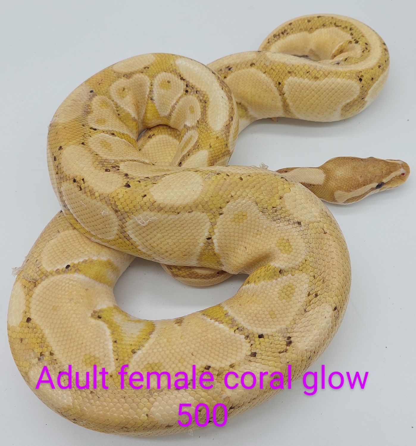 Coral Glow Ball Python by Wild Things Llc - MorphMarket