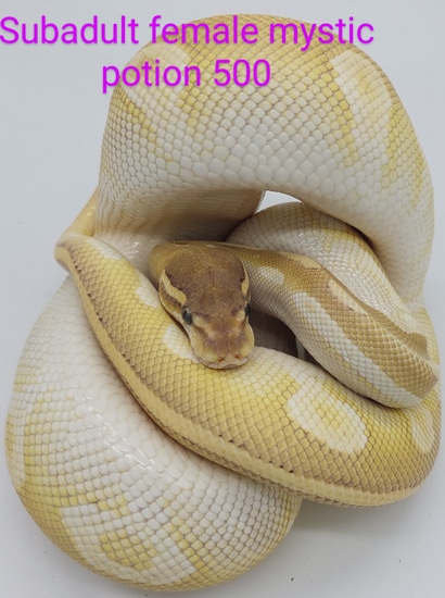 Mystic Potion Ball Python by Wild Things Llc