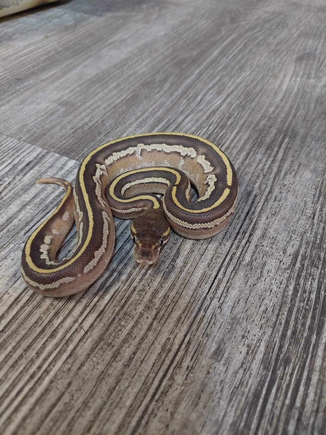 Blackhead Mojave Het Pied Ball Python by Wild Things Llc - MorphMarket